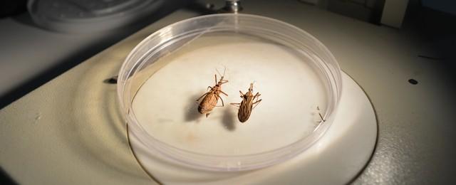 Nova espécie de barbeiro que transmite doença de Chagas é descoberta ...