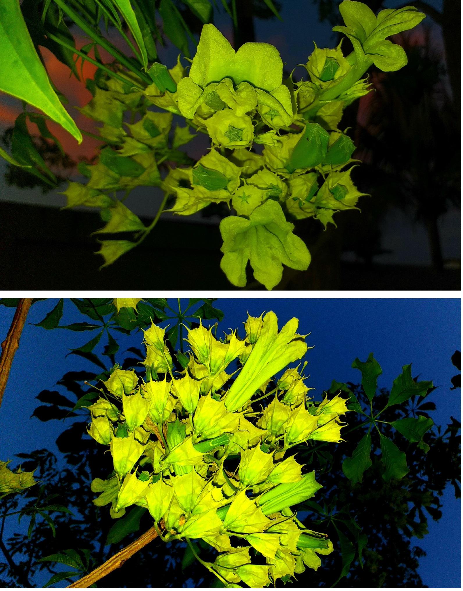 Floração dos Ipês em Rolim de Moura trás beleza ao tempo seco; Rara ...